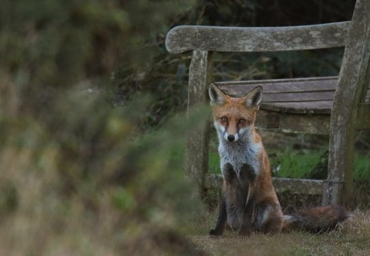 RSPB RESERVE DUNGENESS - Folkestone & Hythe